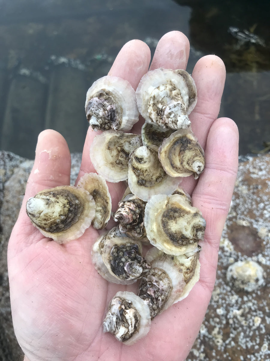 Word of the day – Ostracise!