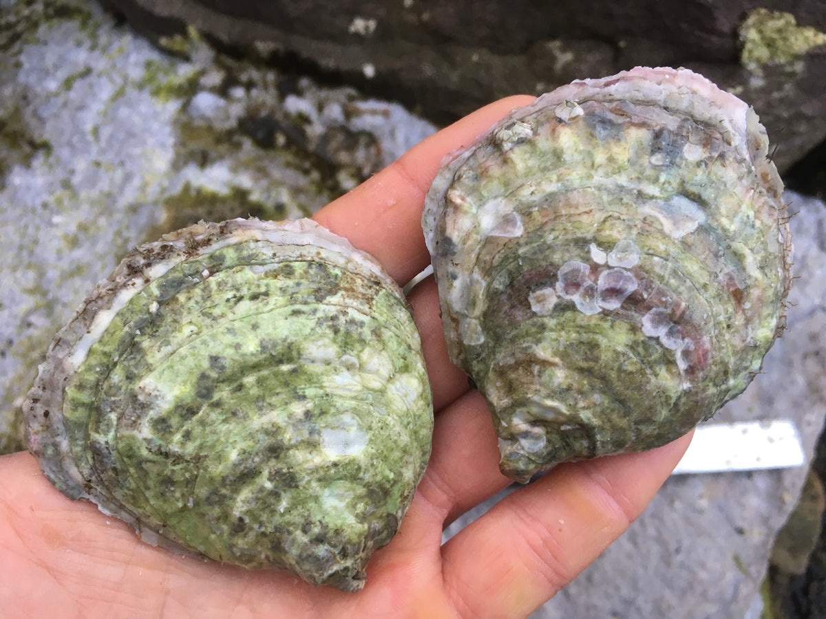 Loch Beag Native Oyster (Eisear Oir)